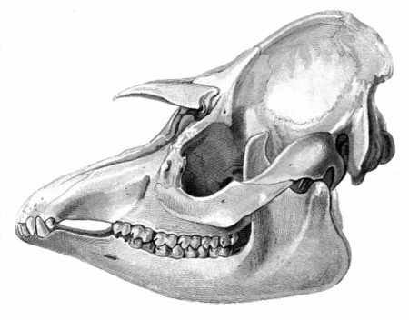tapir-skull-1821-illustration | Tapir Specialist Group